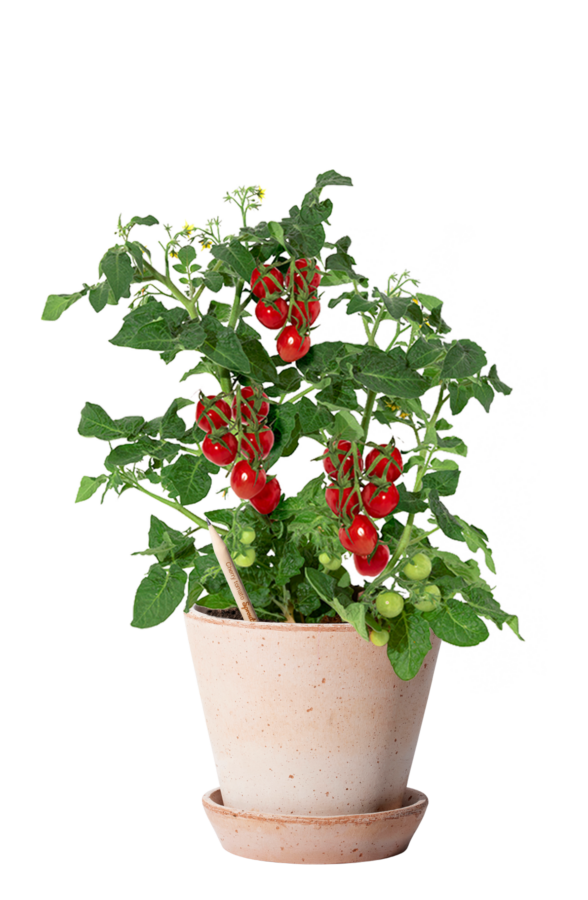 SPROUT potlood graveren met uw logo of webadres